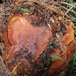 Shute Woods East Devon Woodland Walk Near Axminster
