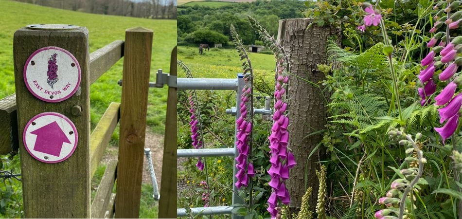 Walk The East Devon Way: A Scenic Trail Through Devon's Countryside