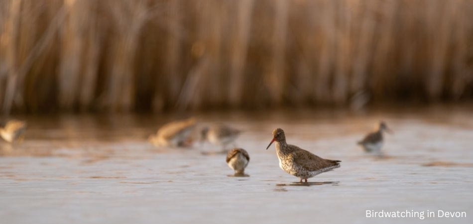 The Ultimate Guide To Birdwatching In Devon