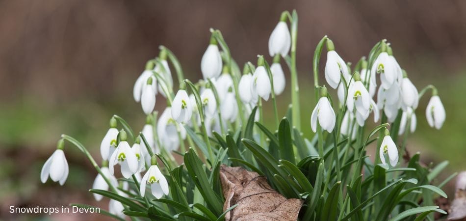 Ultimate Guide To The Best Places To See Snowdrops In Devon
